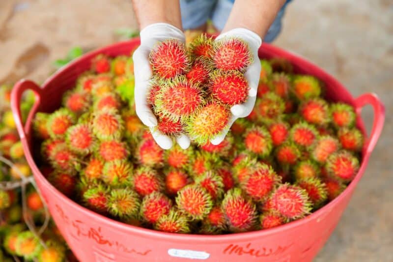 The Tastiest Fruit You've Never Heard Of: Rambutan