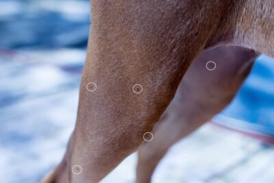 A 3 Step Method To Treating Your Pet For Fleas