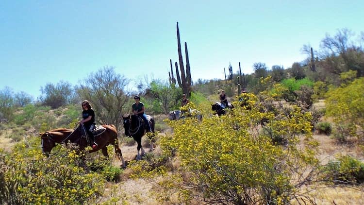 Horseback Riding In The Arizona Desert With Snickers