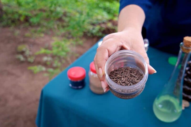 El Salvador Indigo Farm And A Tale Of Blue Gold
