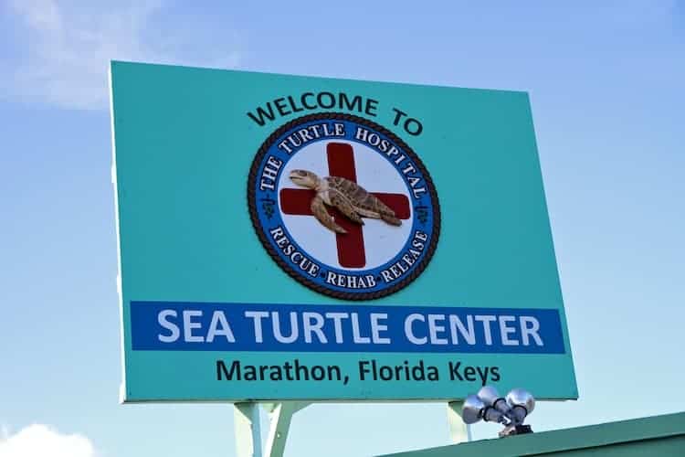 Adopt A Sea Turtle When You Visit Florida