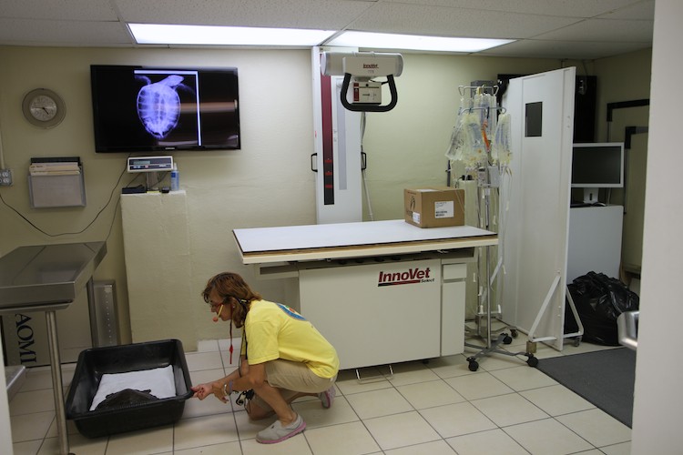 Adopt A Sea Turtle When You Visit Florida